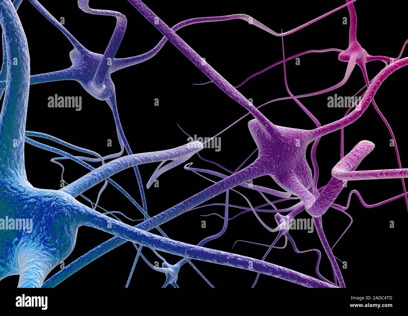 Neural network. Computer illustration of a network of nerve cells ...