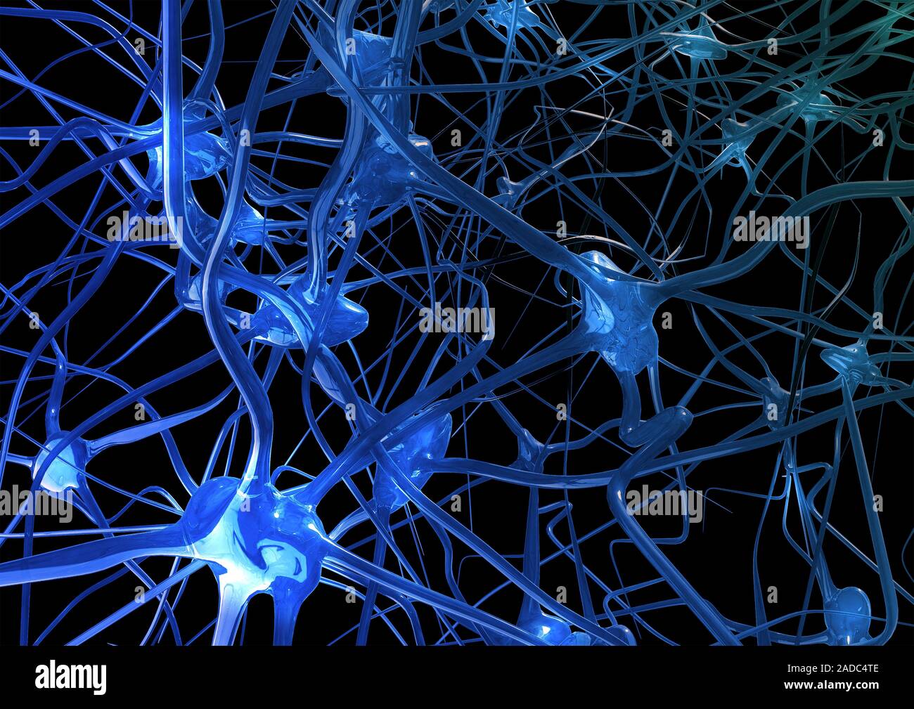 Neural network. Computer illustration of a network of nerve cells ...