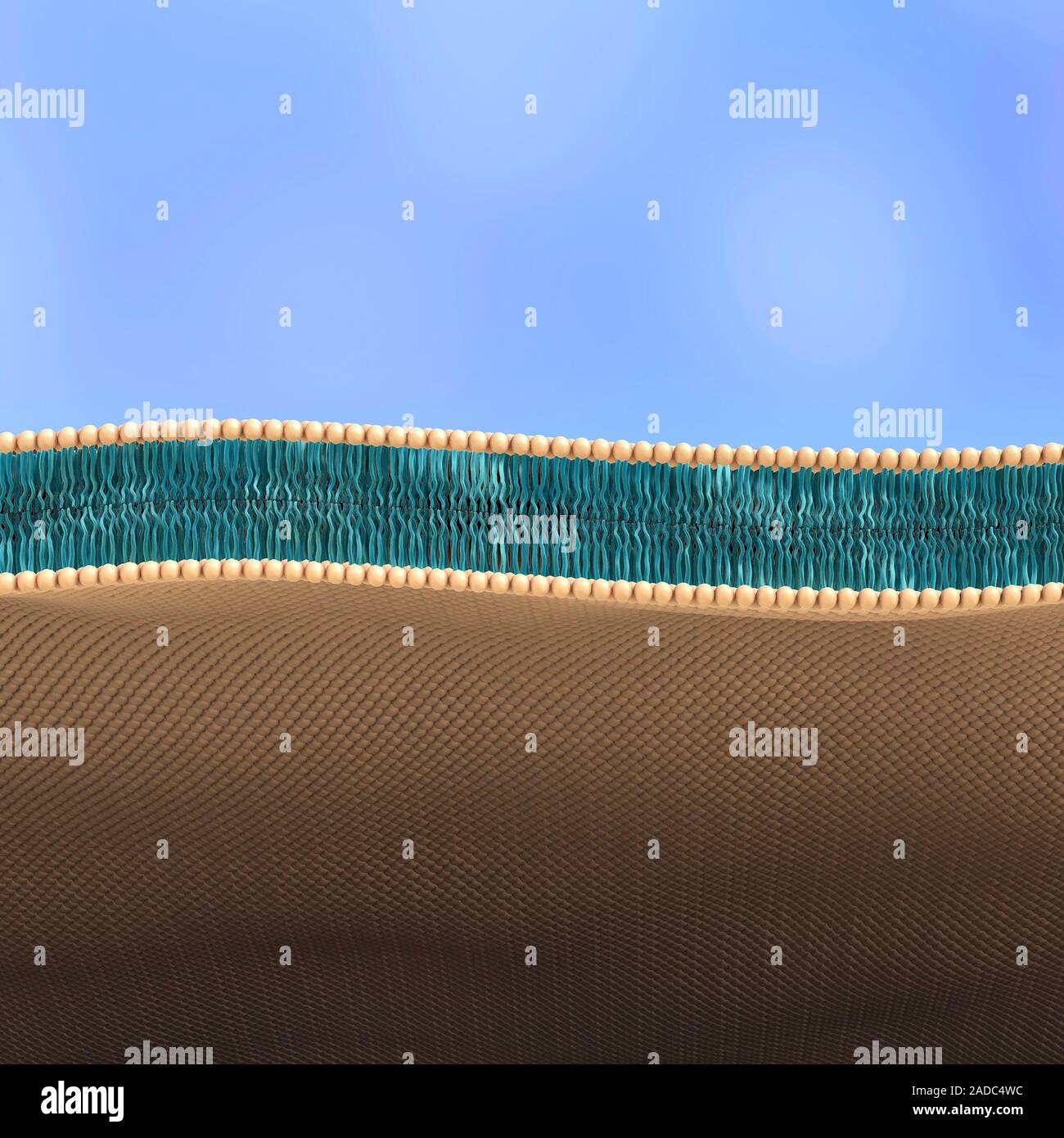 Cell membrane. Computer illustration showing the structure of a typical ...