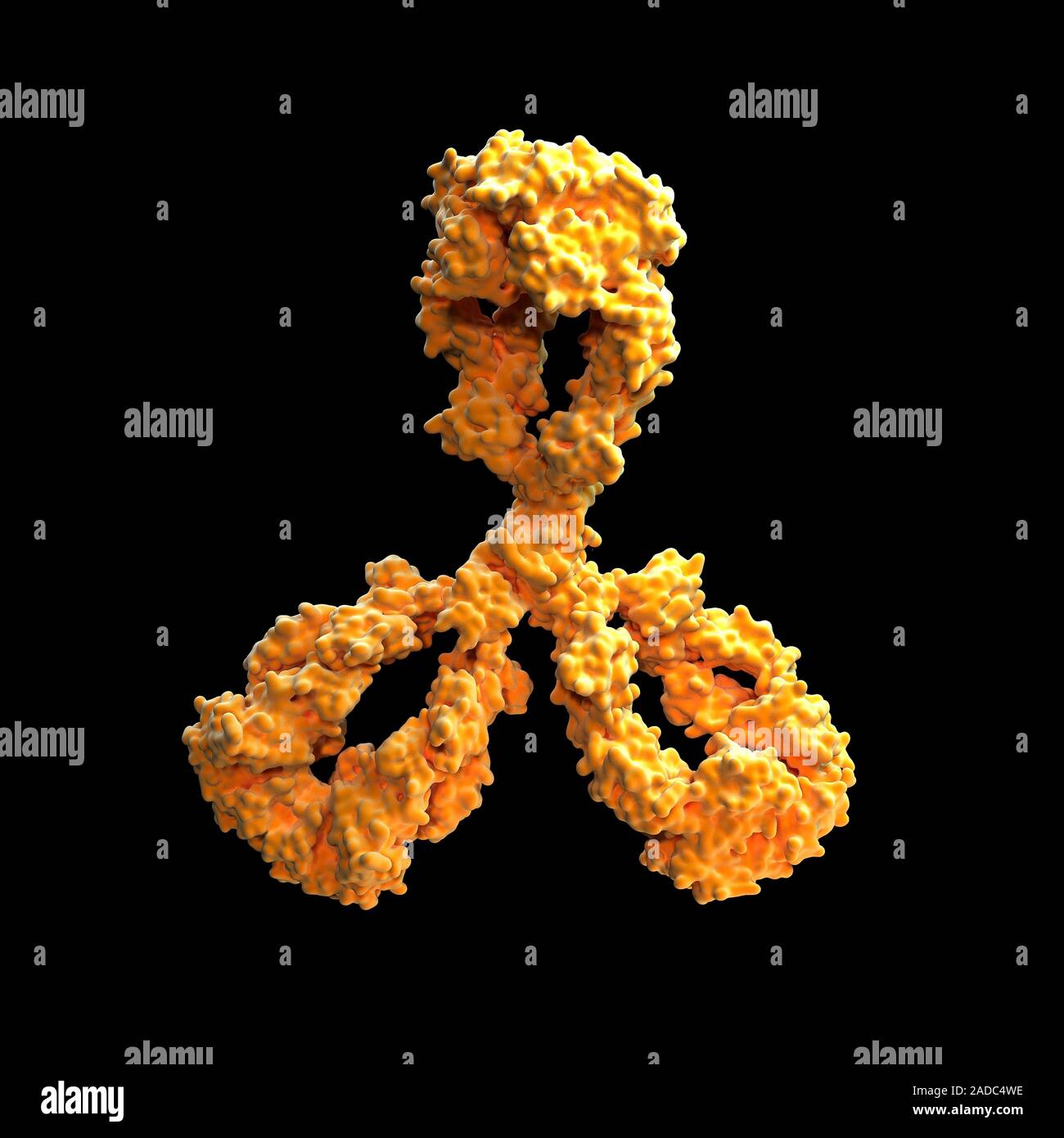 Cetuximab chemotherapy drug molecule. Computer illustration showing the ...