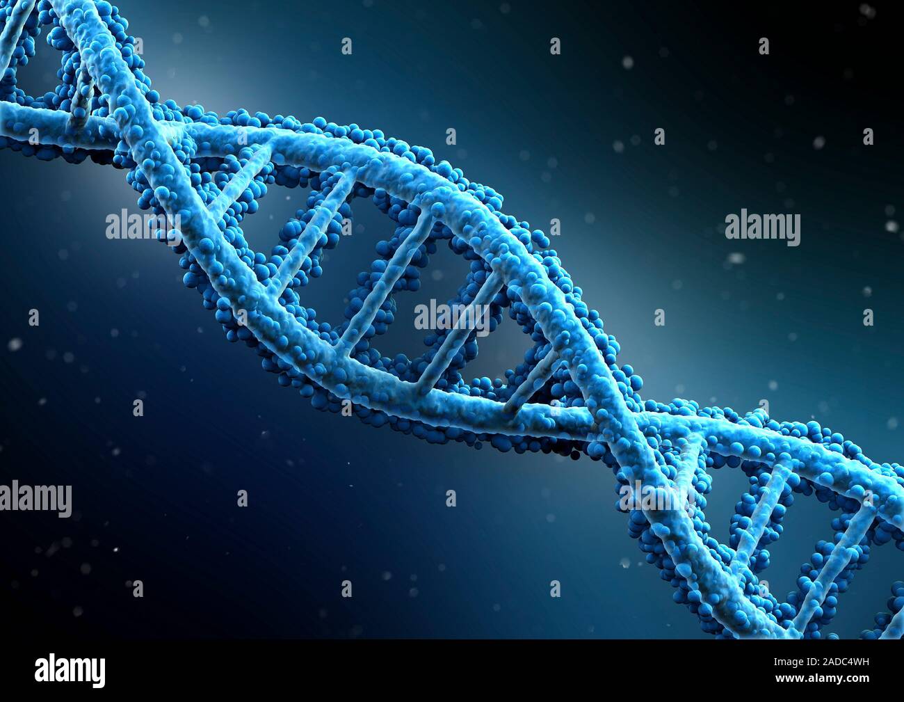 DNA strand. Computer illustration showing the structure of a double ...