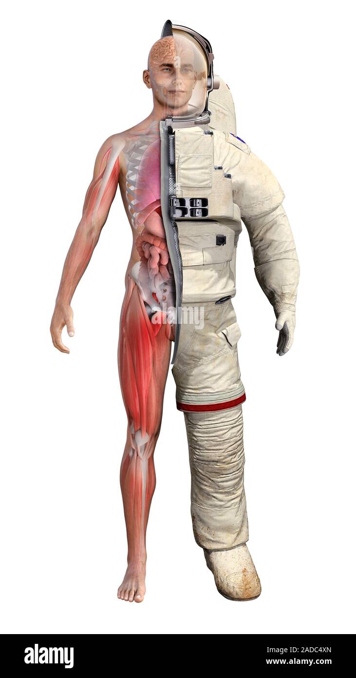 Human body and Mars spacesuit, illustration. Humans require protective ...