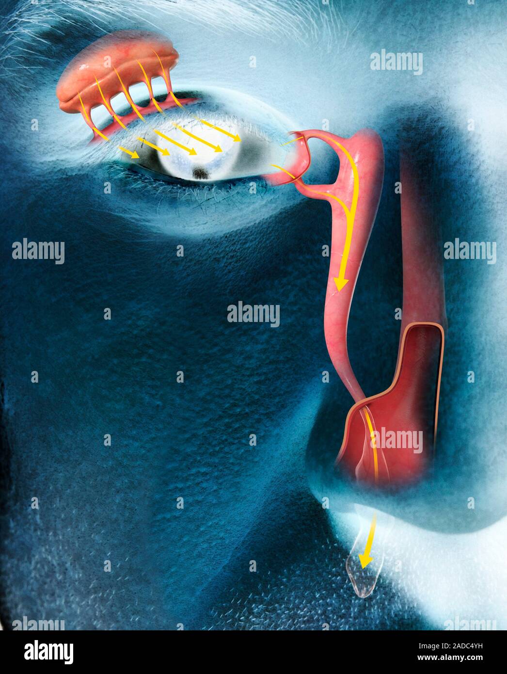 Lacrimal apparatus of the eye. Illustration of the anatomy and complete ...