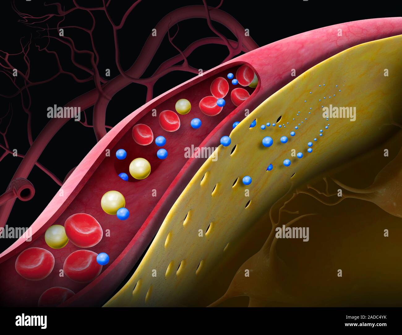 Drug crossing the blood-brain barrier. Illustration of the ... Drug crossing the blood-brain barrier. Illustration of the ...