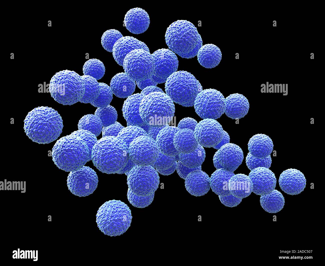 Zika virus particles, computer illustration. Zika is an RNA ...