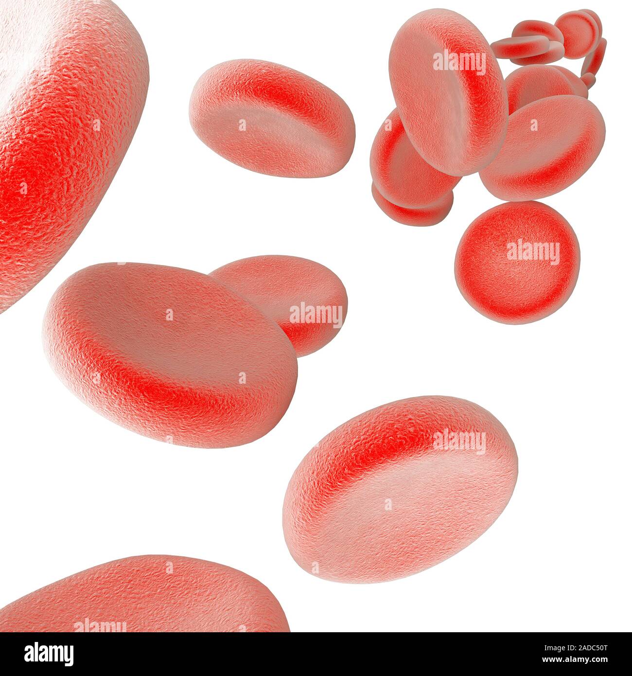Red blood cells. Computer illustration of red blood cells (erythrocytes ...