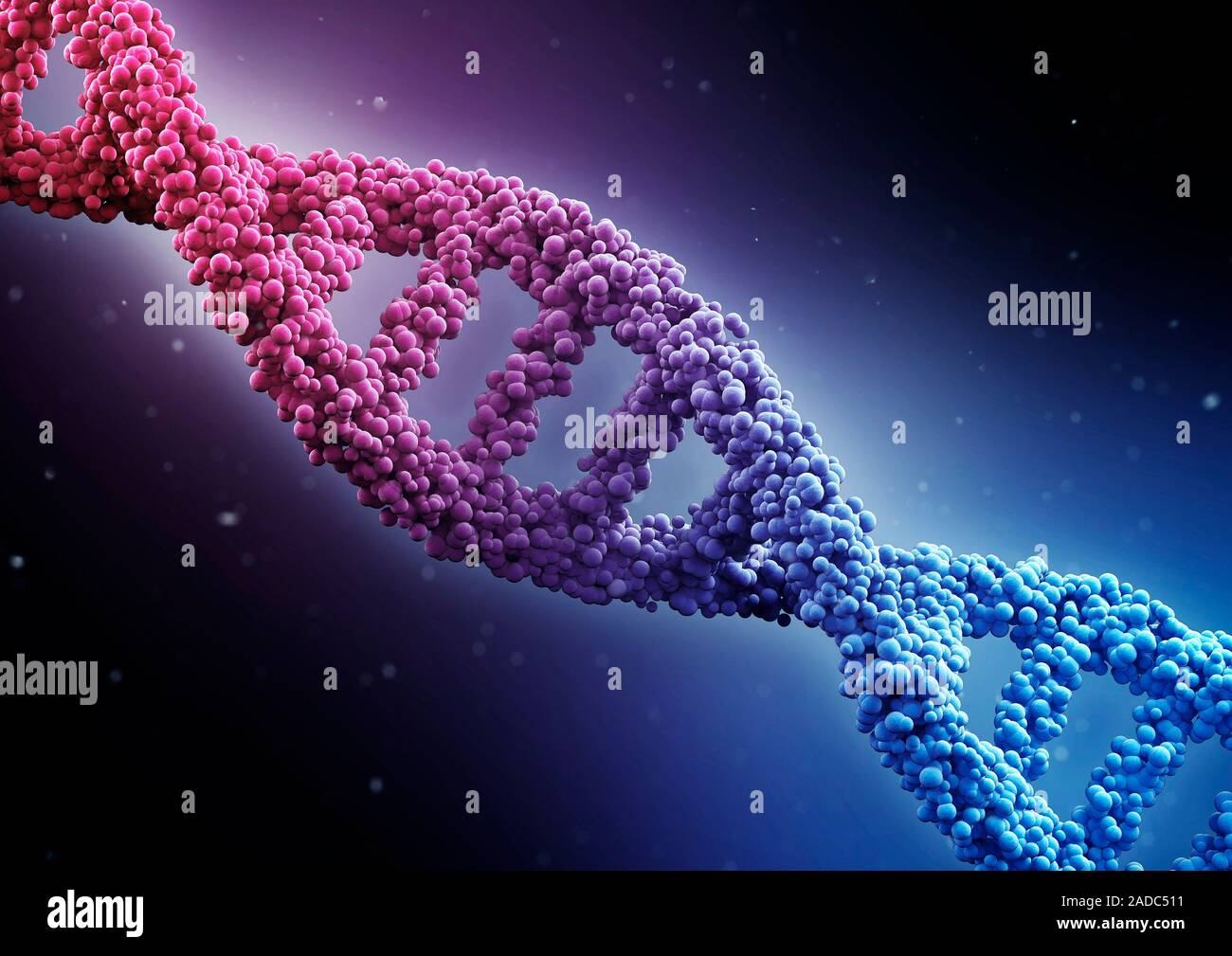 DNA strand. Computer illustration showing the structure of a double ...