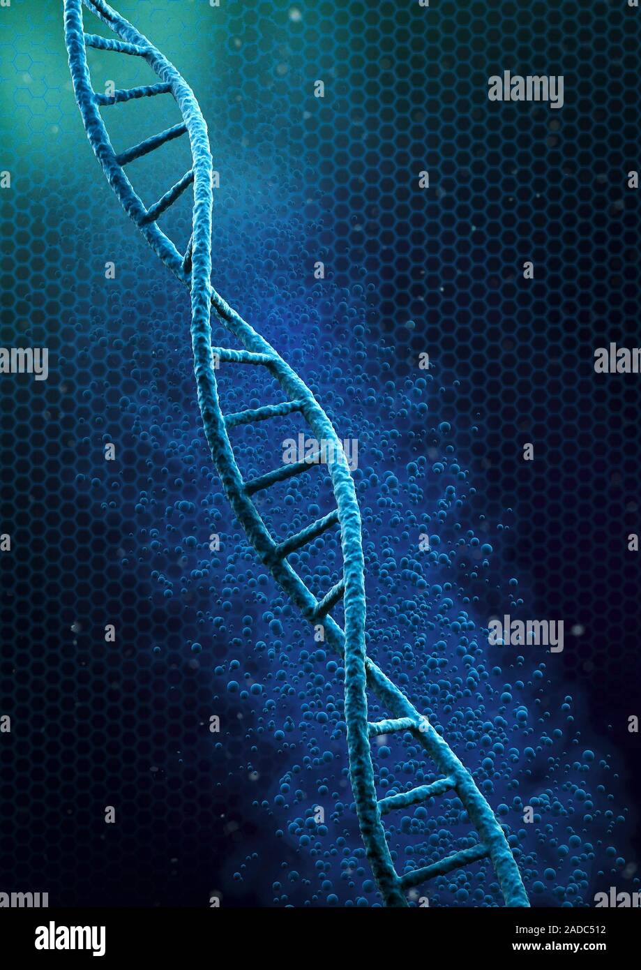 DNA strand. Computer illustration showing the structure of a double ...