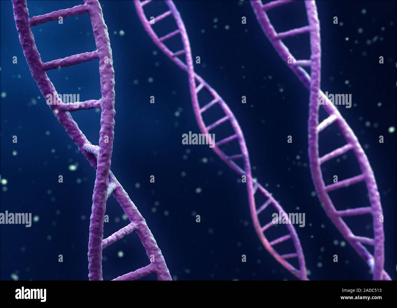 DNA strands. Computer illustration showing the structure of double ...