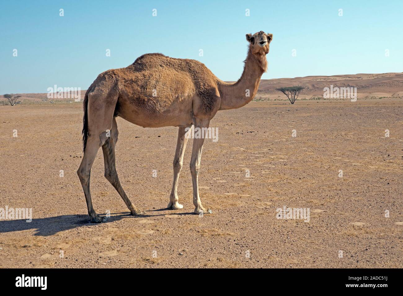 Camels and dromedaries are mammals with long legs, a big-lipped snout ...