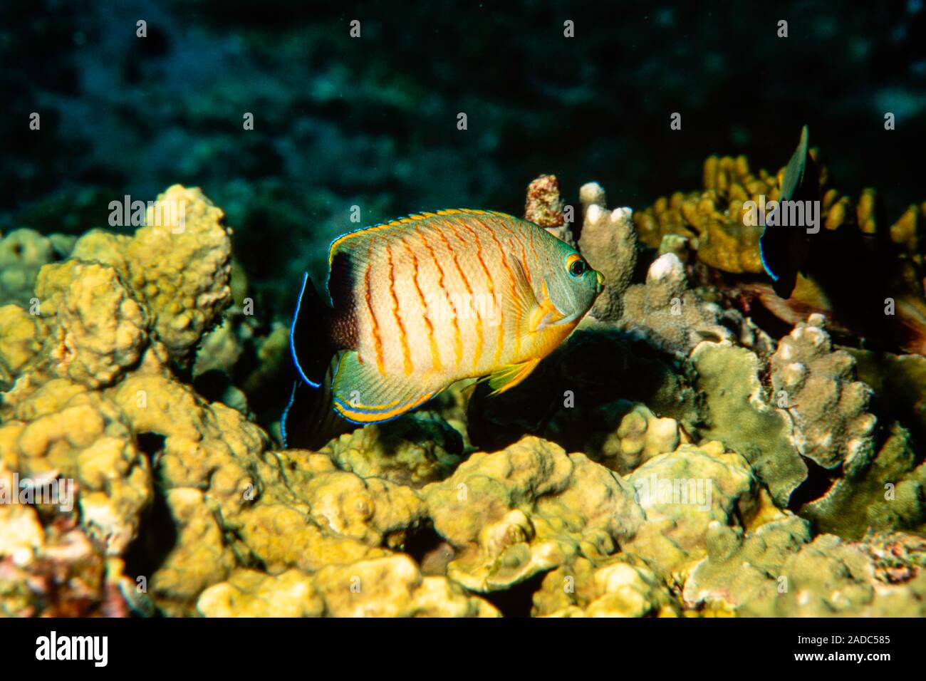 The blacktail angelfish, Centropyge eibli, is also known as Eibl's ...