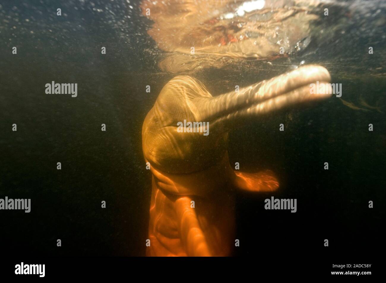 Pink river dolphin or boto (Inia geoffrensis). Photographed in the ...