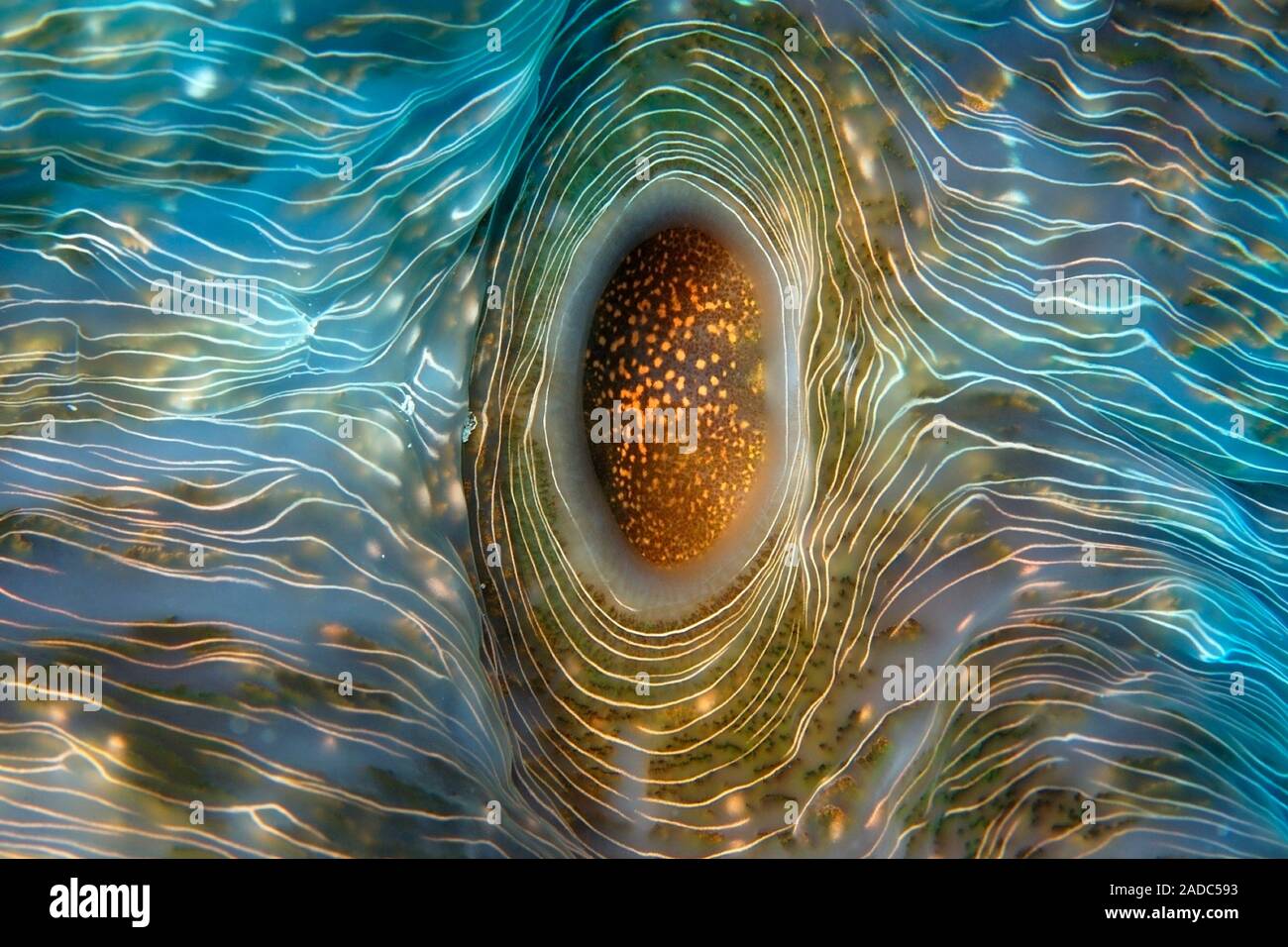 Horseshoe clam (Hippopus hippopus). Photographed at Rongelap, Marshall ...