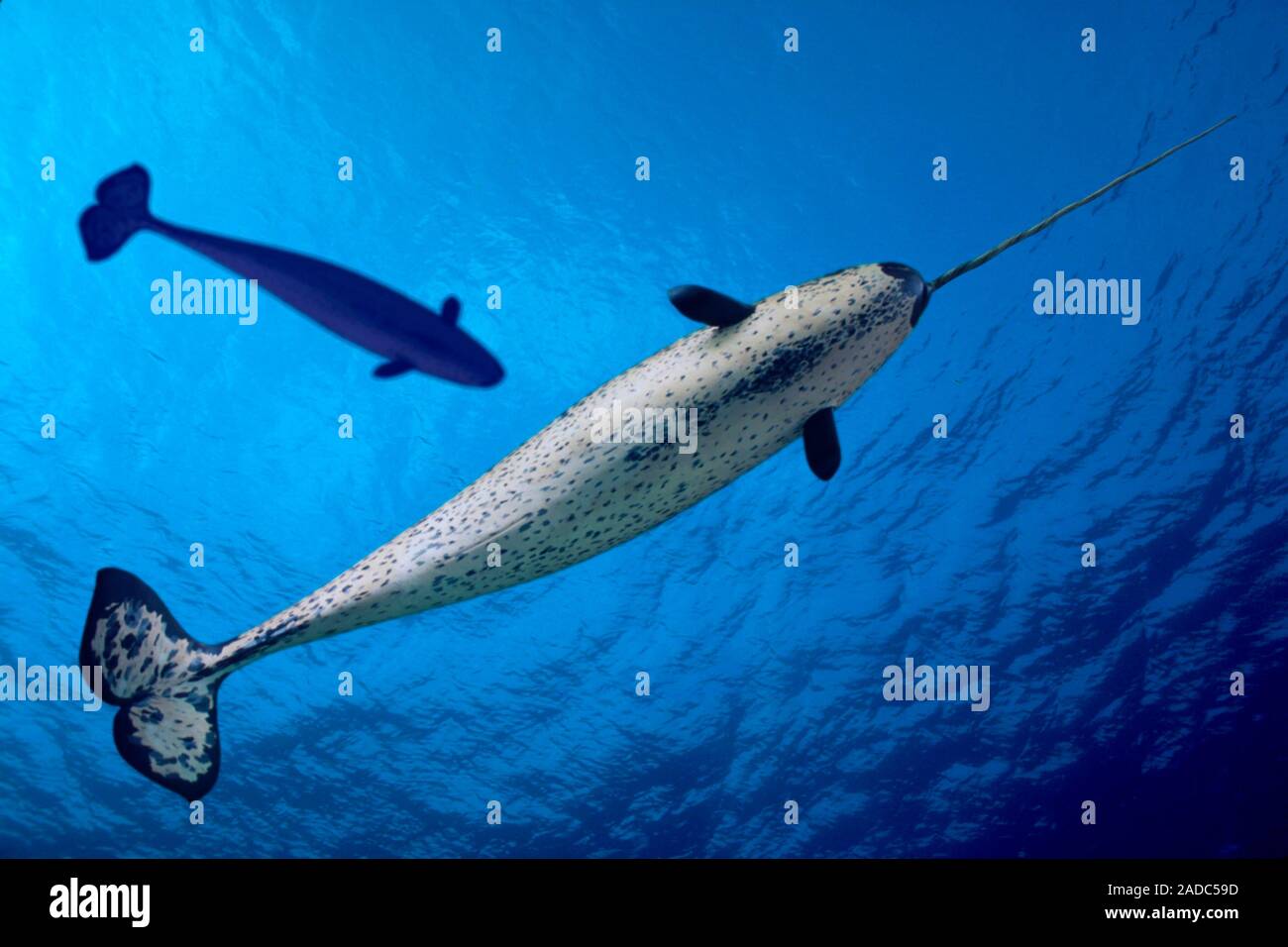 Composite image of illustrations of a male and female narwhal (Monodon ...