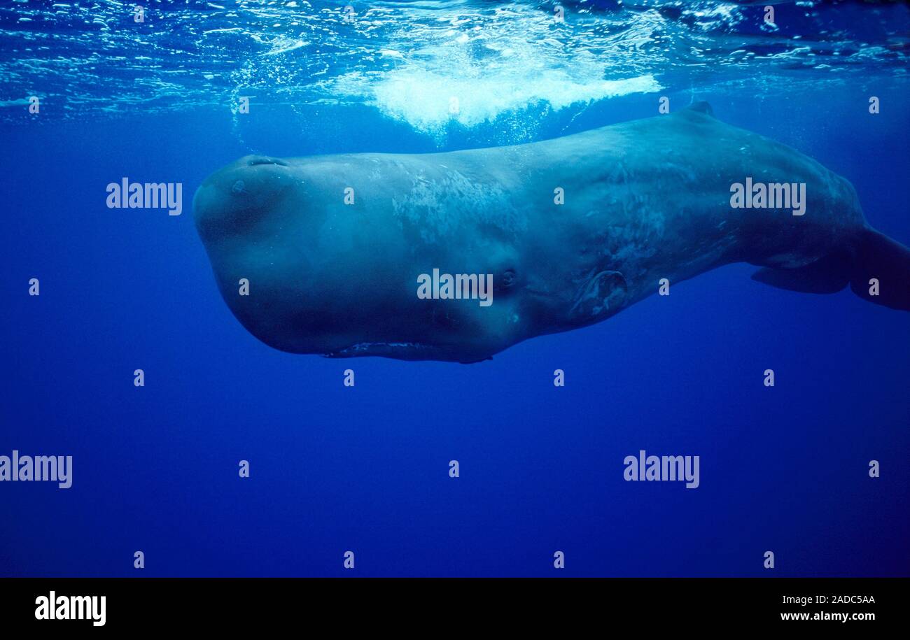 Sperm whale (Physeter macrocephalus). Photographed near the Azores ...