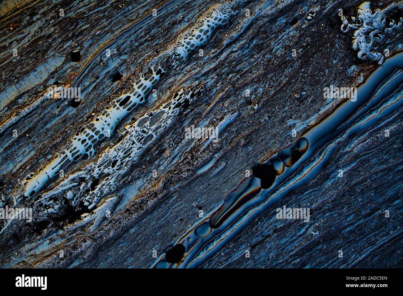 Light micrograph of the polished surface of clarain, a lithotype of ...