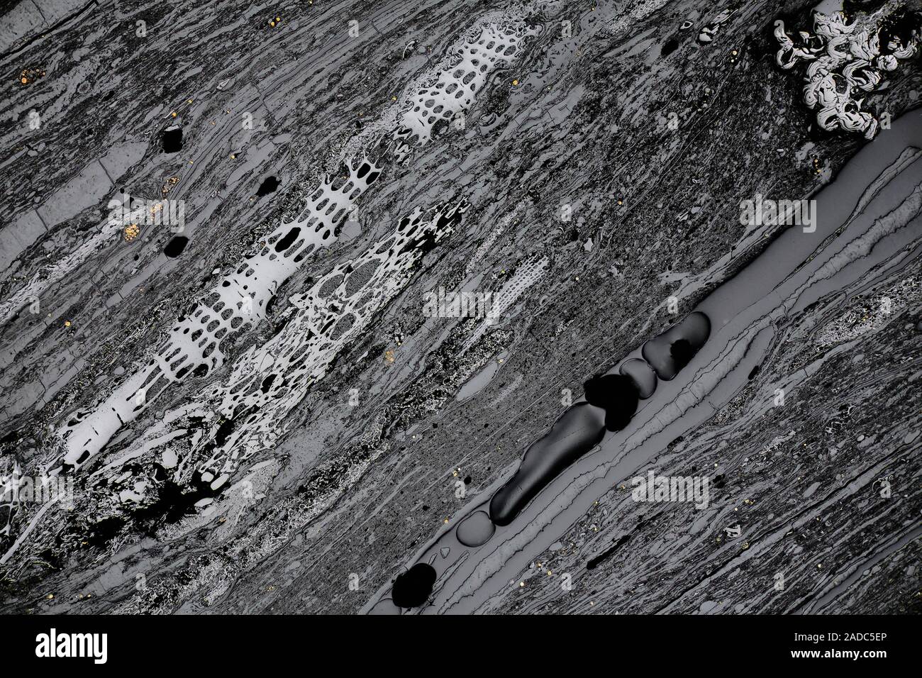 Light micrograph of the polished surface of clarain, a lithotype of ...