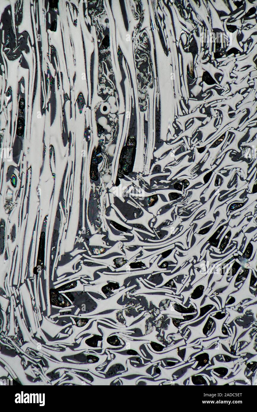 Light micrograph of the polished surface of fusain, a lithotype of ...
