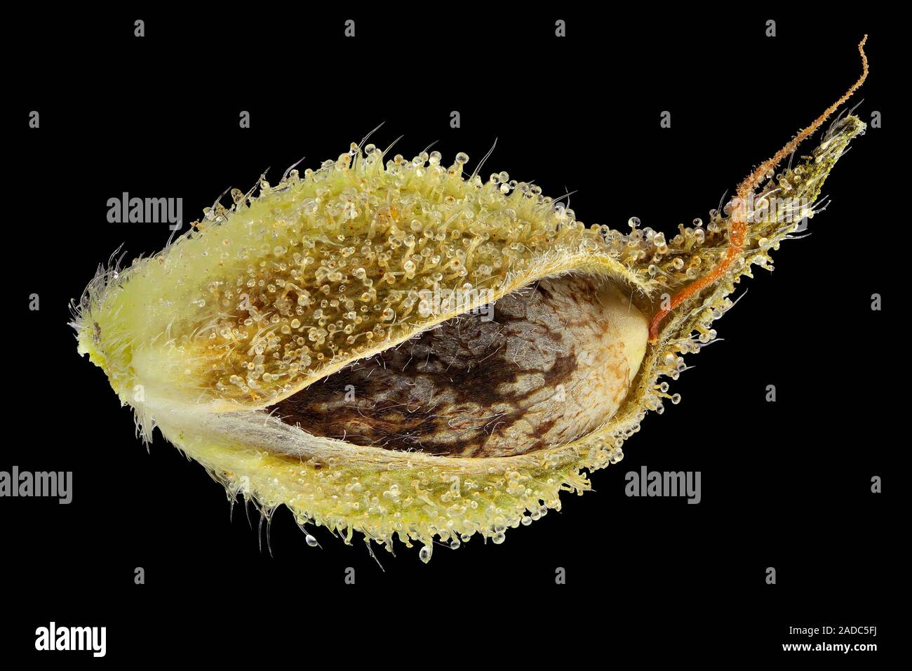 Light micrograph of a Cannabis sativa seed. The seed is encased in a ...