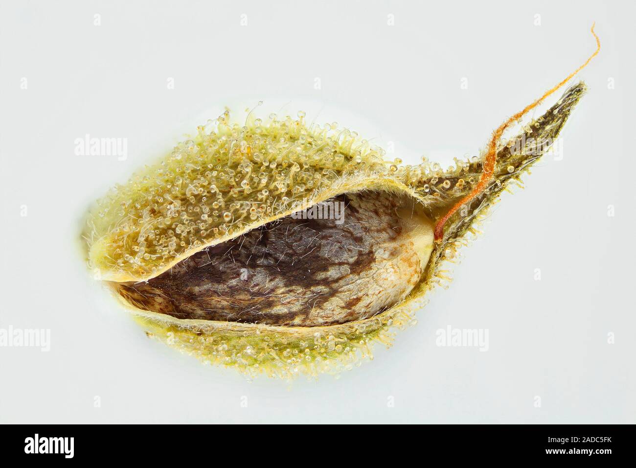 Light micrograph of a Cannabis sativa seed. The seed is encased in a ...
