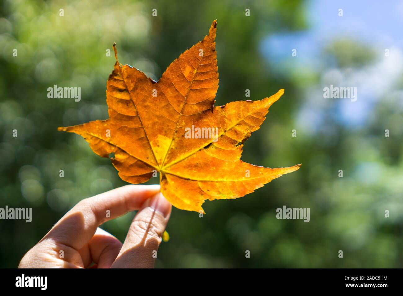 Finger maple hi-res stock photography and images - Alamy