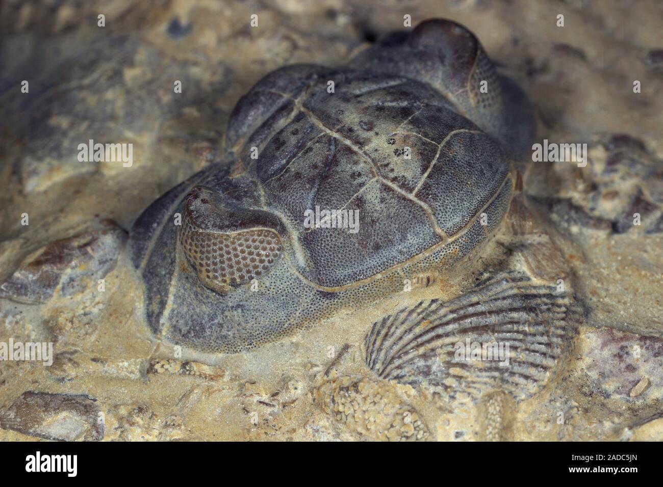 Frontal view of a fossilised trilobite head showing the well preserved ...