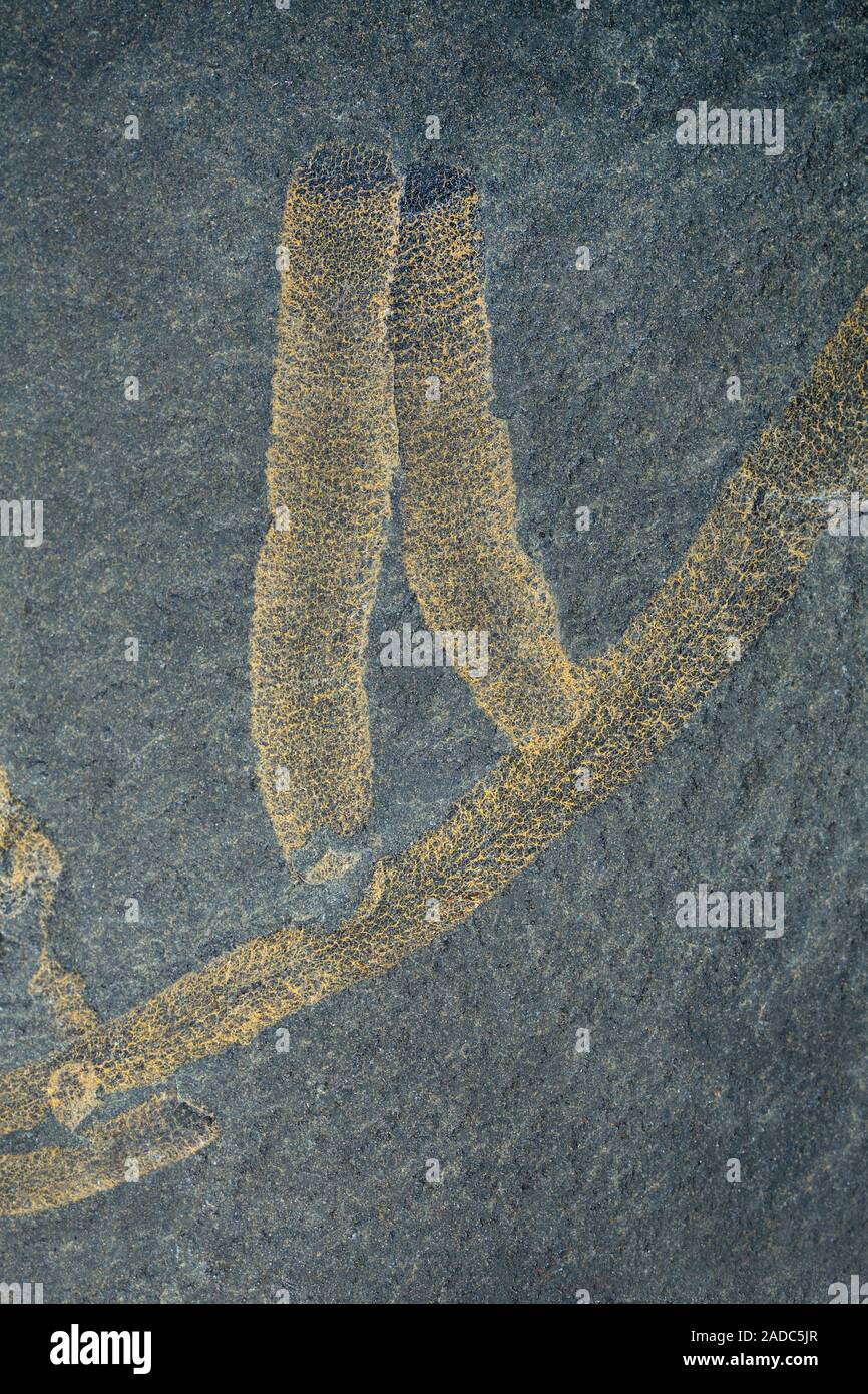 Fossil sponge (Vauxia gracilenta) from the Burgess Shale. These are a ...