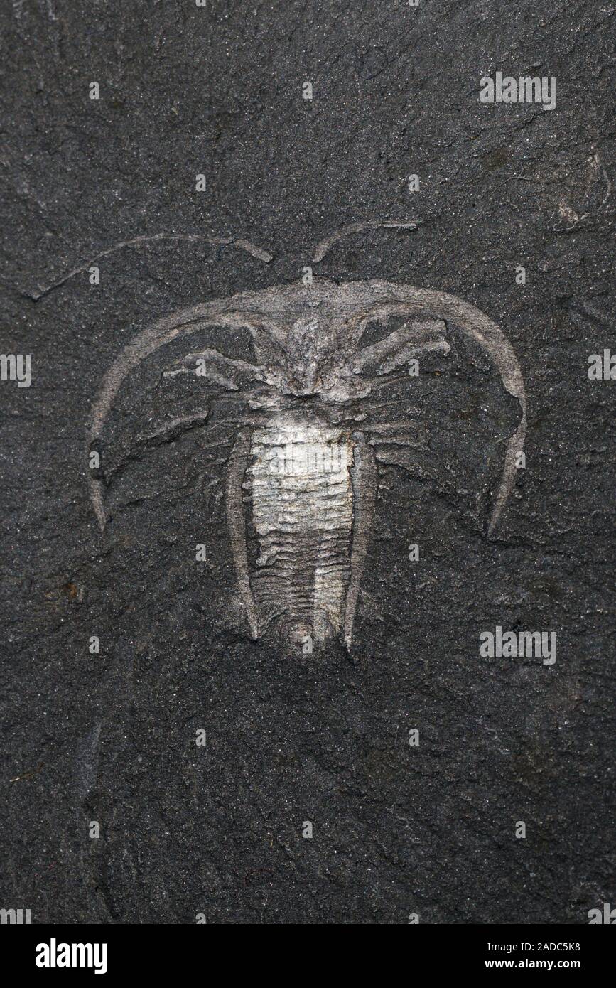 Marrella splendens (Walcott) arthropod fossil from the Middle Cambrian ...