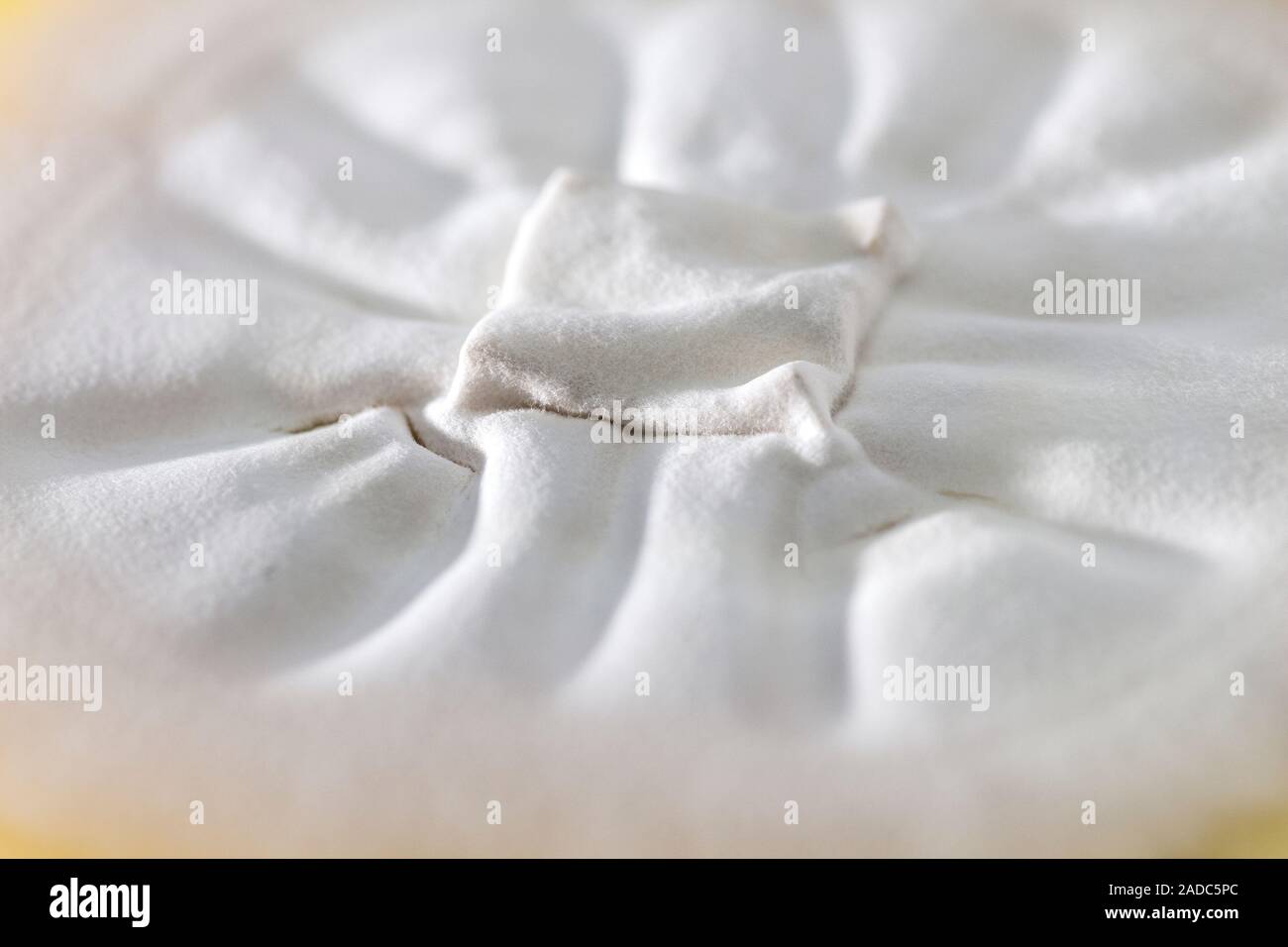 Epidermophyton floccosum fungus culture. Close-up of a cultured sample ...