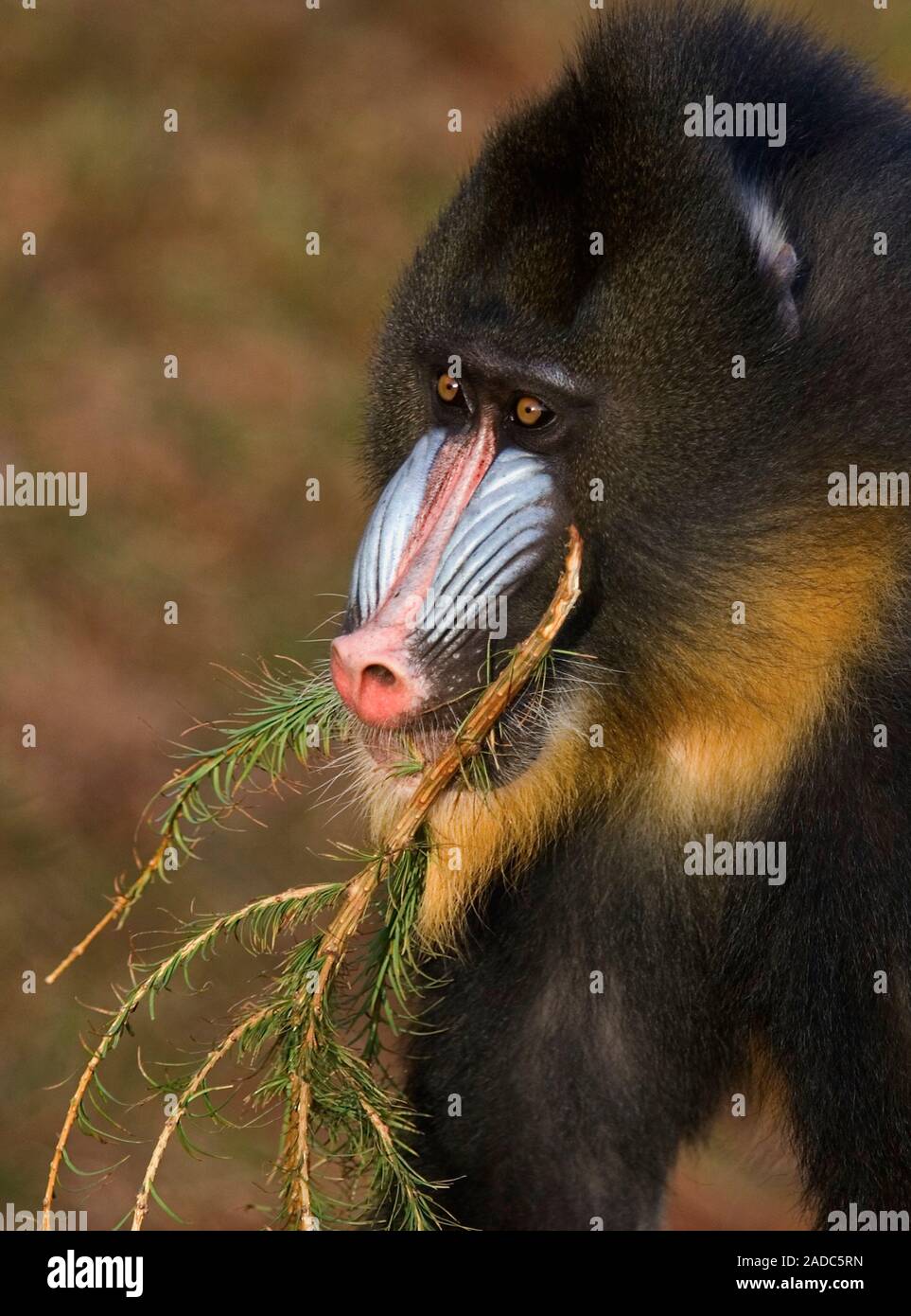 Mandrill (Mandrillus sphinx) eating a pine branch. The vivid ...