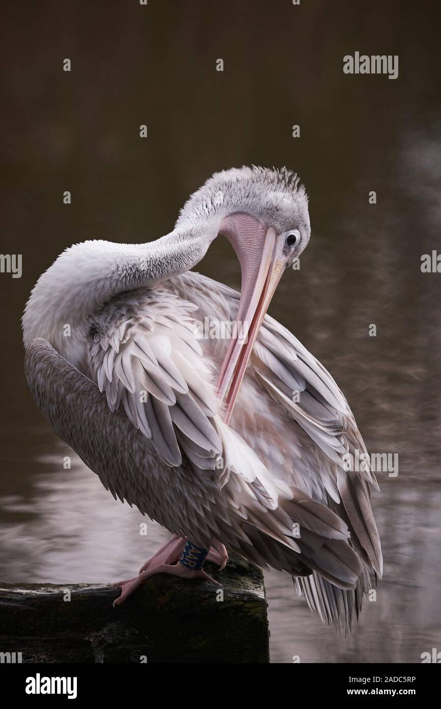 Pelican (family: Pelecanidae) preening. Pelicans are large water birds ...