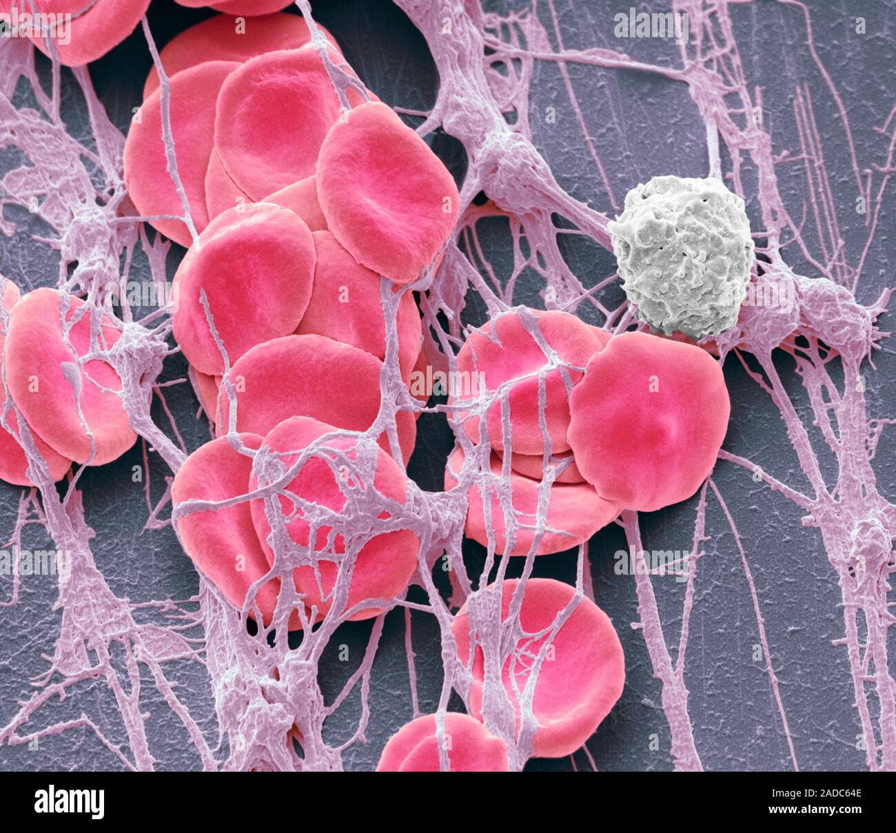Human blood cells, Coloured scanning electron micrograph (SEM) of a ...
