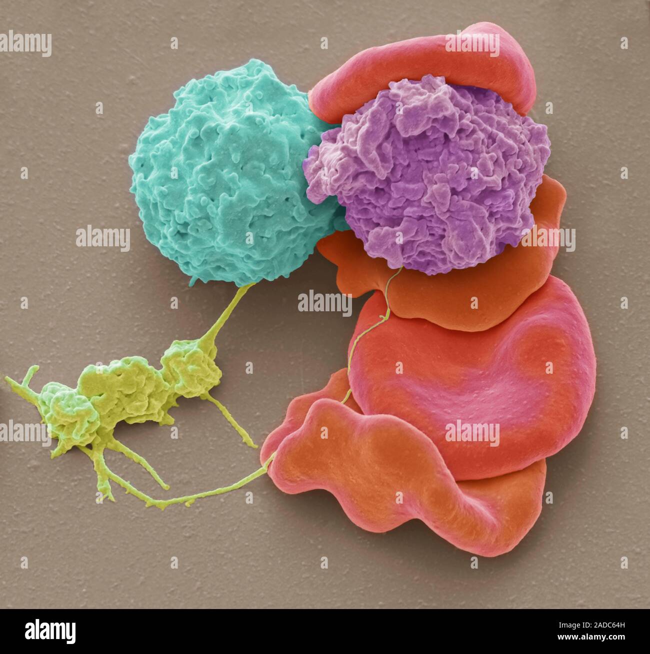 Human blood cells, Coloured scanning electron micrograph (SEM) of a ...