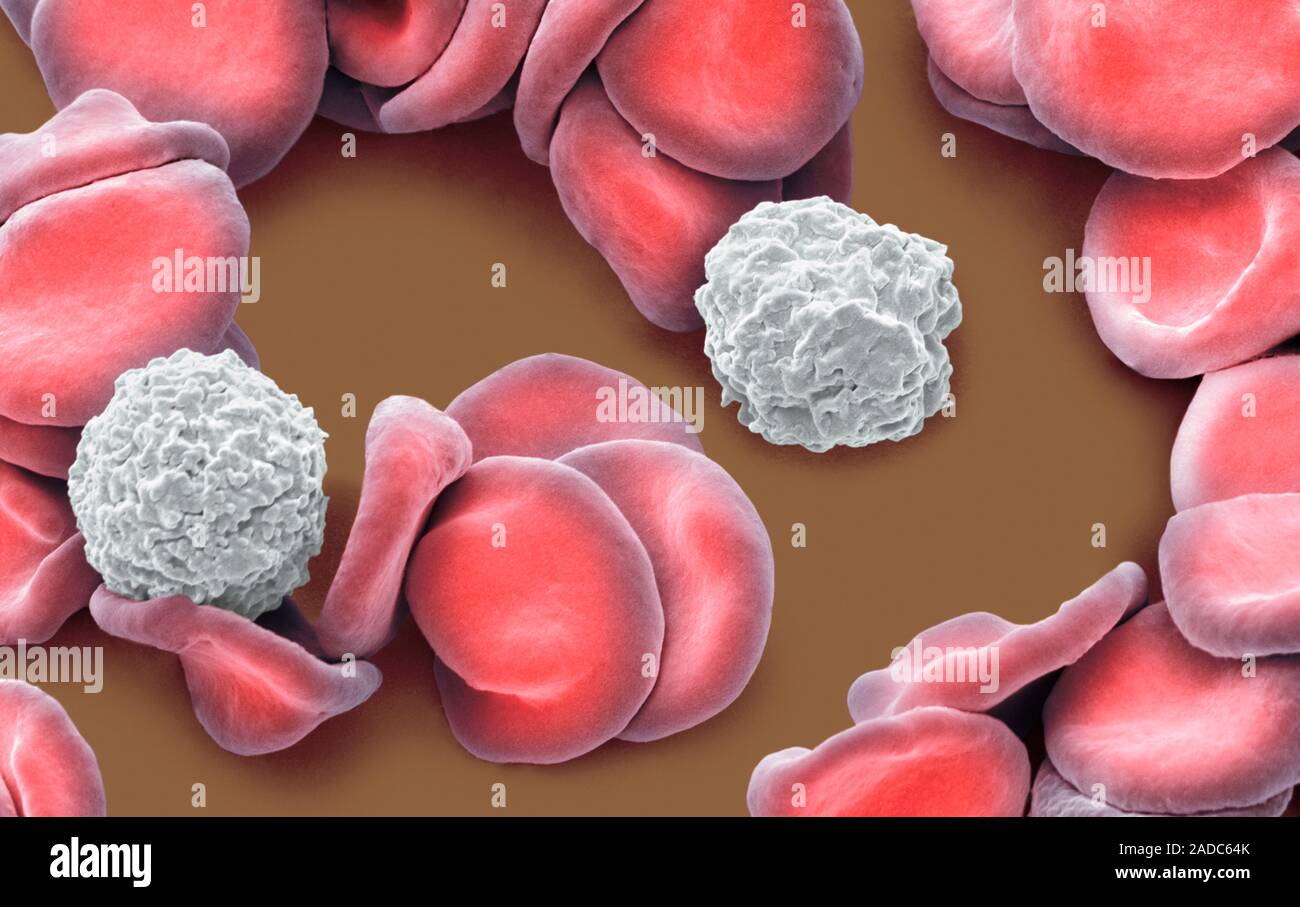 Human blood cells, Coloured scanning electron micrograph (SEM) of blood ...