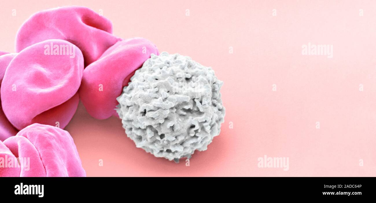 Human blood cells, Coloured scanning electron micrograph (SEM) of blood ...