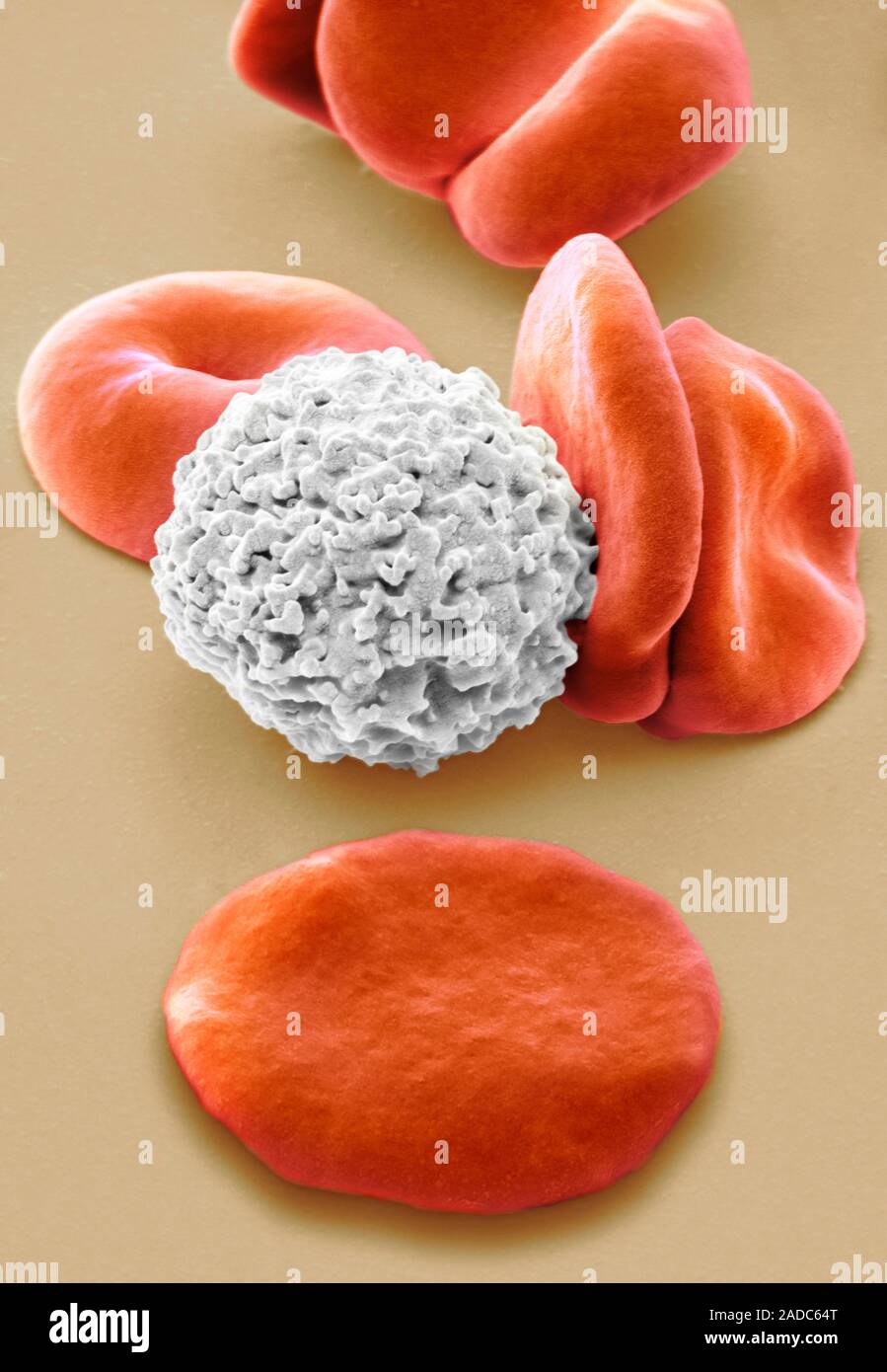 Human blood cells, Coloured scanning electron micrograph (SEM) of blood ...
