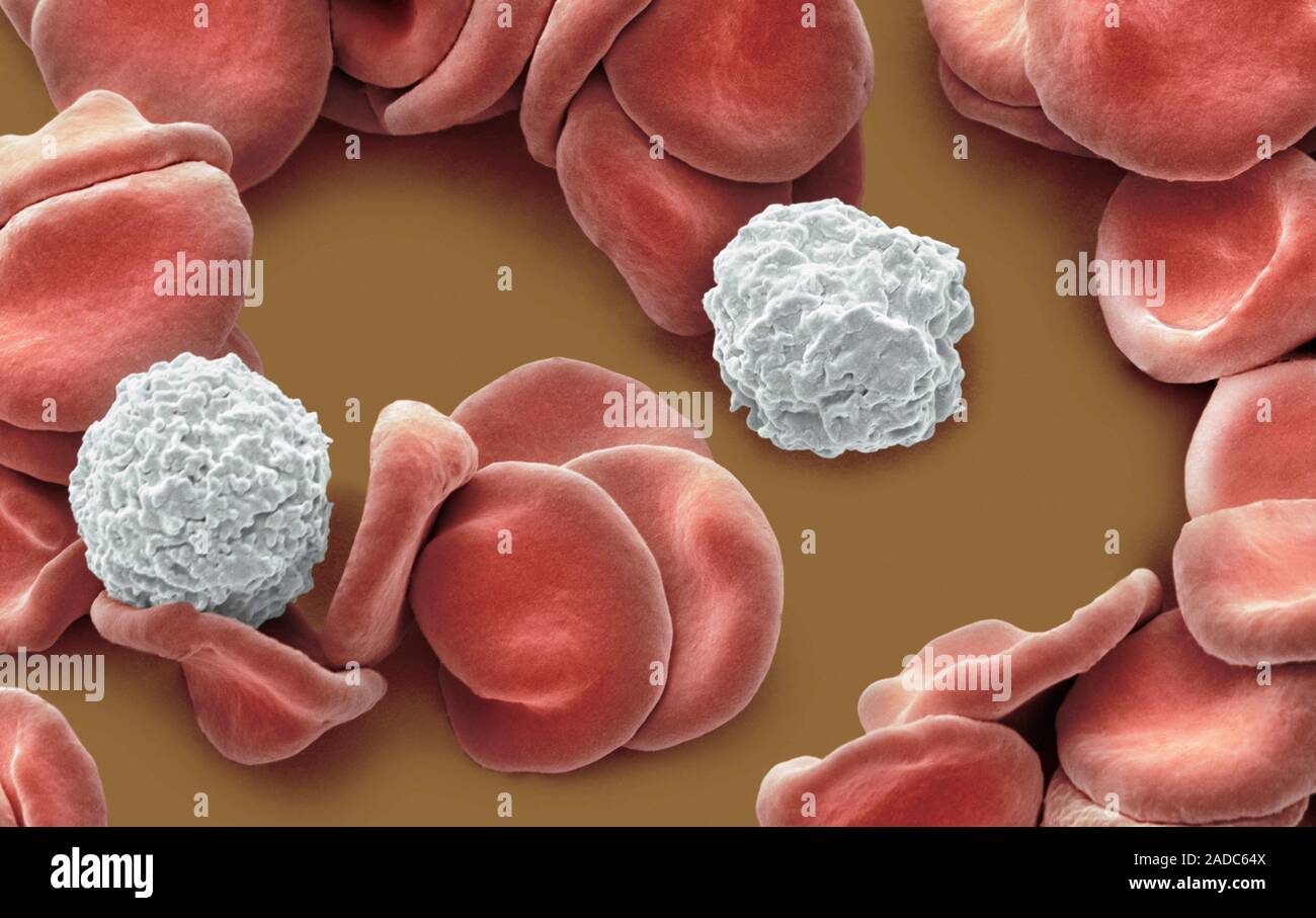 Human blood cells, Coloured scanning electron micrograph (SEM) of blood ...