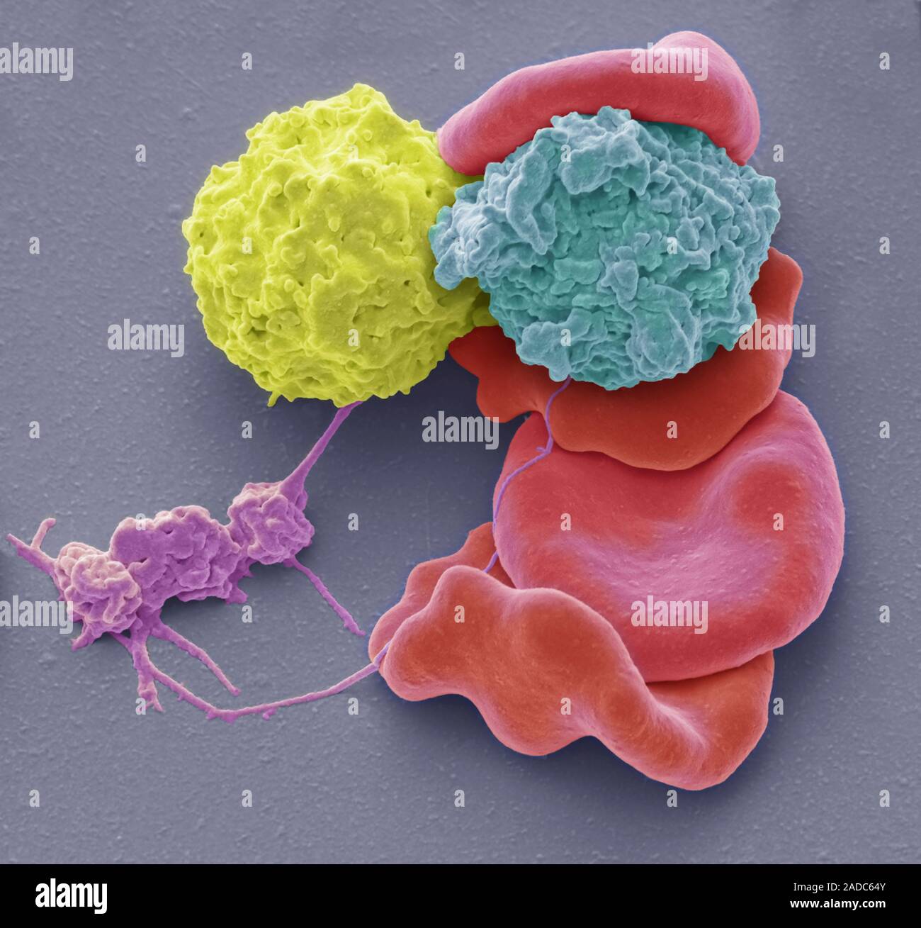 Human blood cells, Coloured scanning electron micrograph (SEM) of a ...