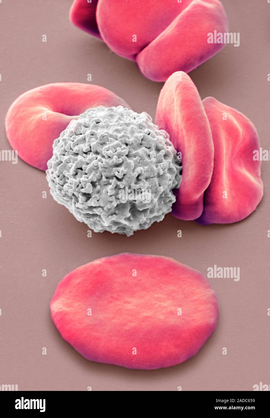 Human blood cells, Coloured scanning electron micrograph (SEM) of blood ...