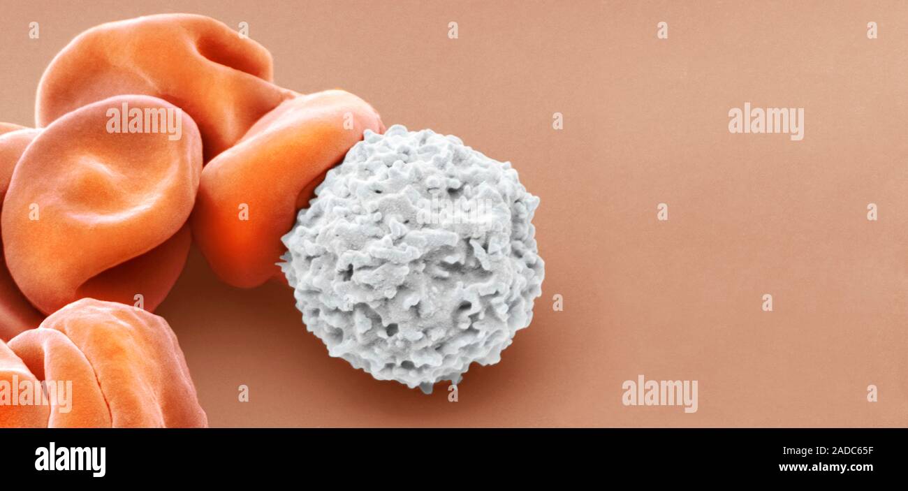 Human blood cells, Coloured scanning electron micrograph (SEM) of blood ...