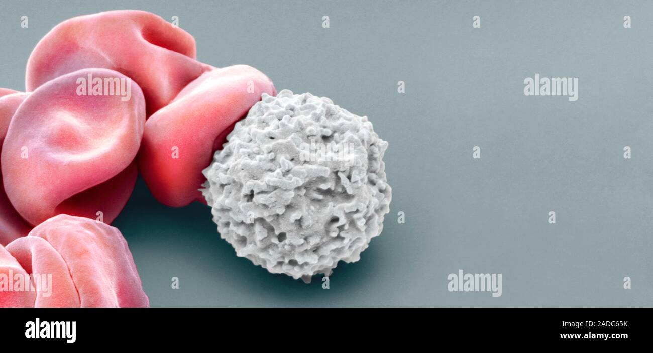 Human blood cells, Coloured scanning electron micrograph (SEM) of blood ...