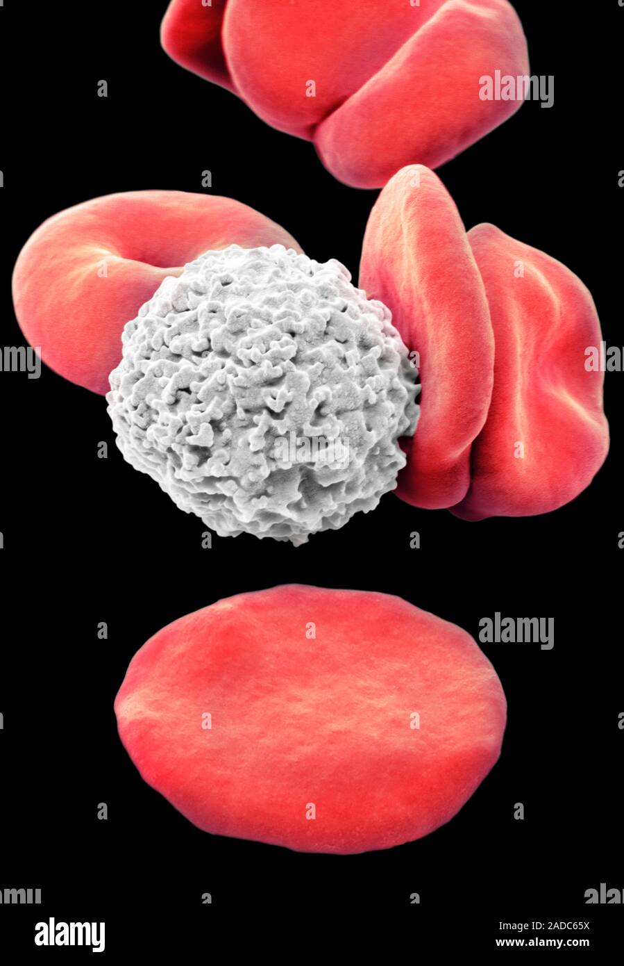 Human blood cells, Coloured scanning electron micrograph (SEM) of blood ...