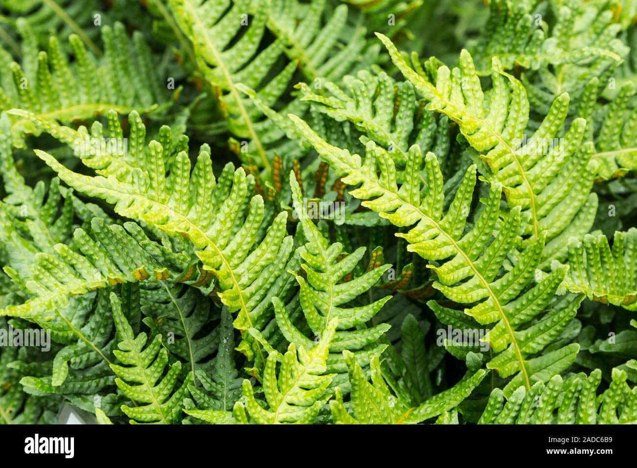 The common polypody (Polypodium vulgare) is a medium-sized fern found ...