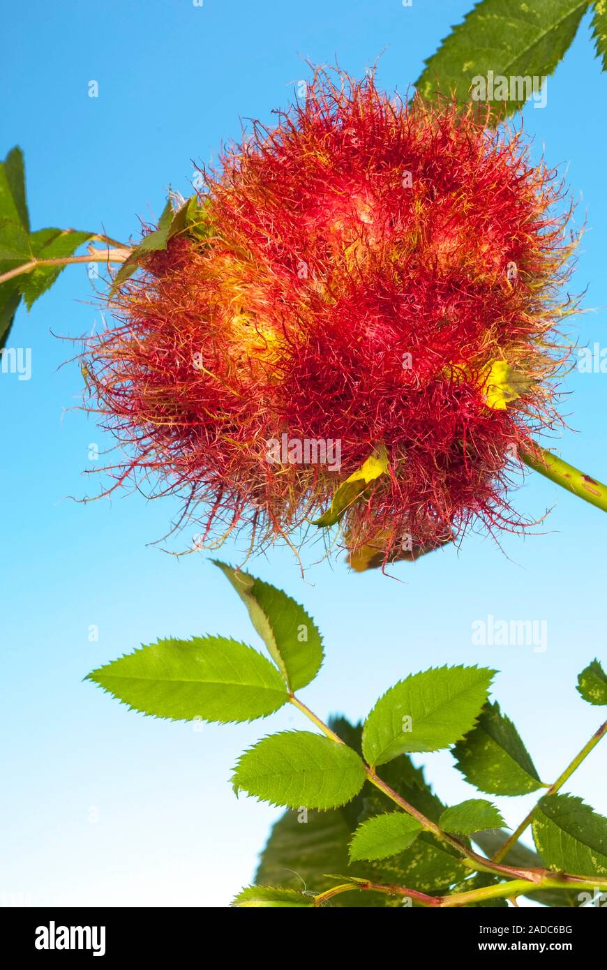 This common rose gall is formed when the tiny gall wasp Diplolepis ...