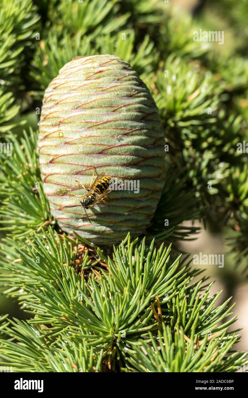 This atlas cedar (Cedrus atlantica) female cone is about 10 months old ...