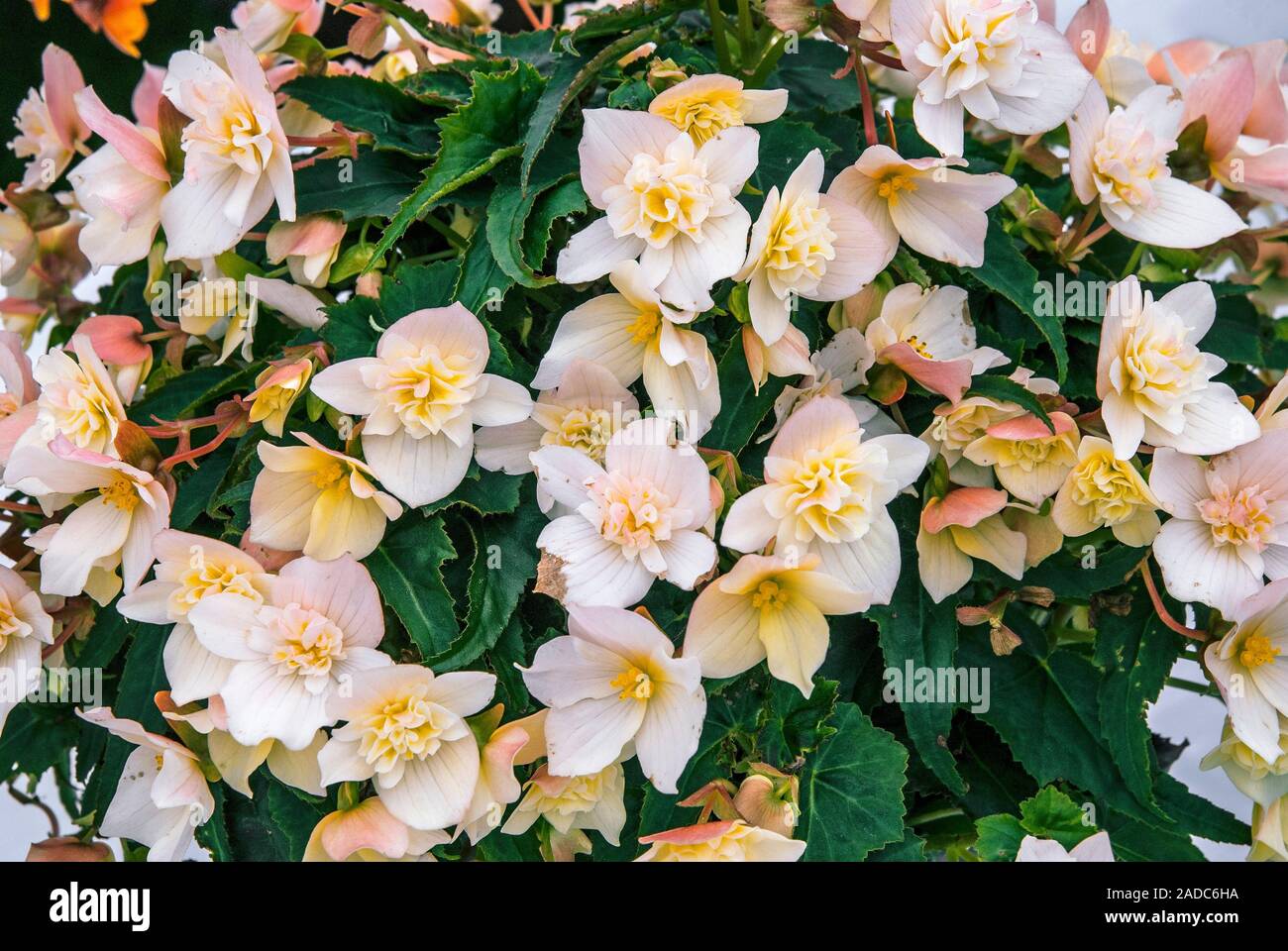 Begonia 'Northern Lights Lemon' Stock Photo - Alamy