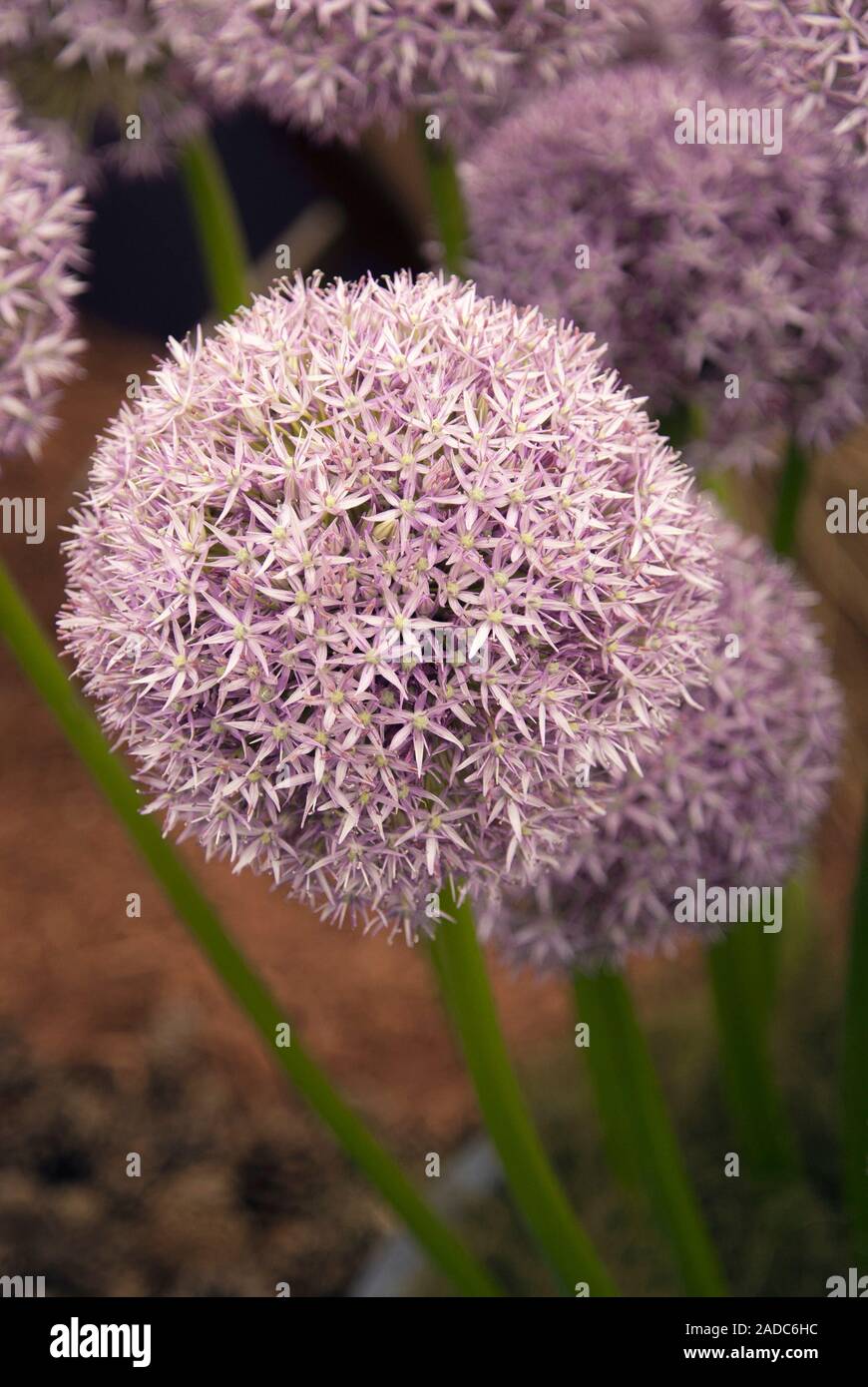 Allium 'Pinball Wizard' Stock Photo - Alamy