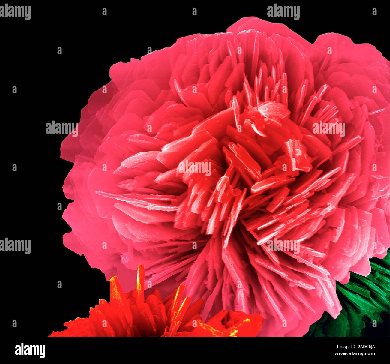 Coloured scanning electron micrograph (SEM) of octacalciumphosphate ...