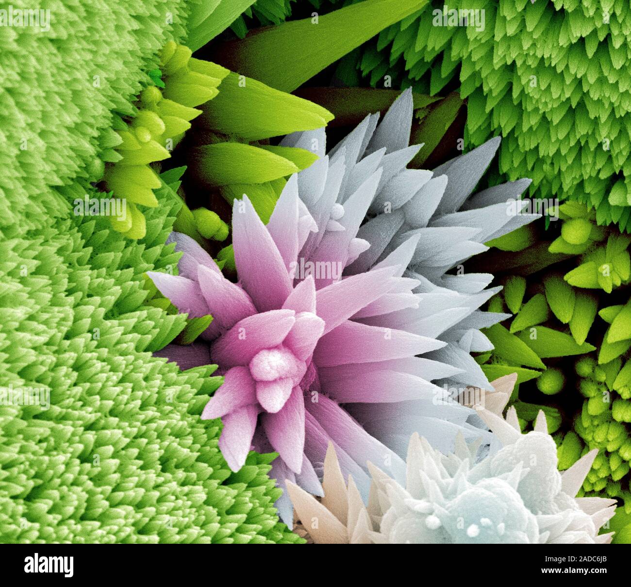Coloured scanning electron micrograph (SEM) of fluorapatite crystals ...