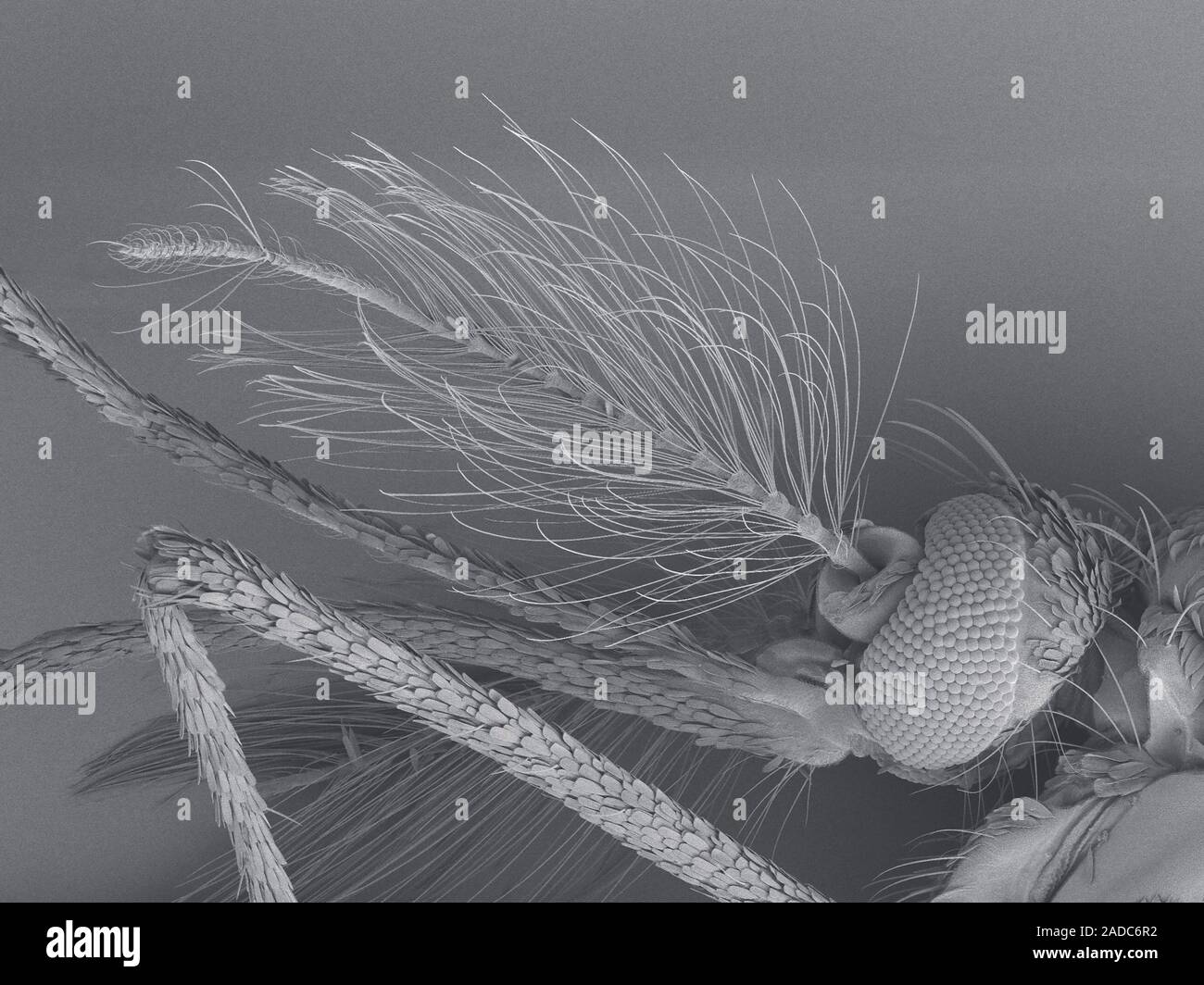 Scanning electron micrograph (SEM) of the brush antenna of a male Aedes ...